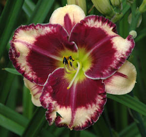 Hemerocallis 'Olympic Thunderhead'